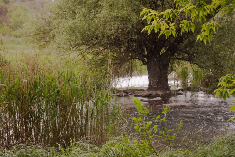 A Tree Growing in the Middle of the River during the Rain Stock Photo ...