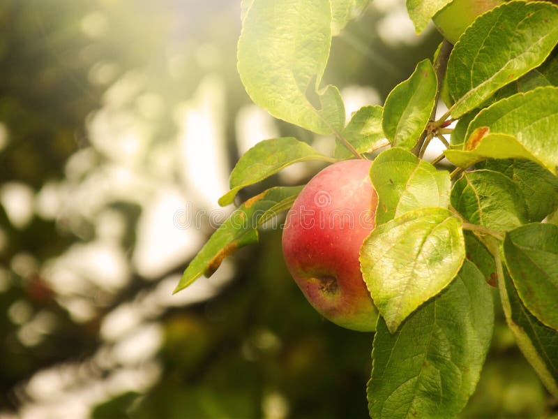 Summer Picture of Apples on a Branch Stock Image - Image of eating ...