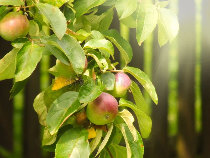 Summer Picture of Apples on a Branch Stock Image - Image of harvesting ...