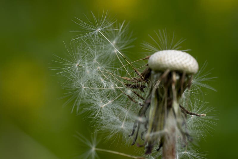 Summer Picture, Summer Mood, Close-up of a Broken Dandelion Head, Deflated Dandelion Stock Image ...