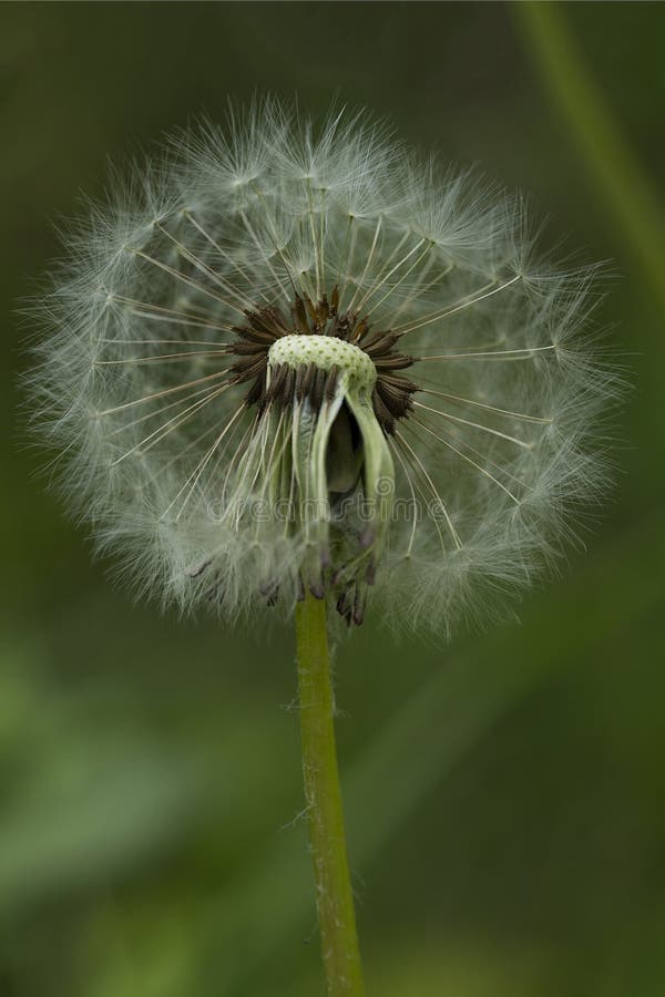 Summer Picture, Summer Mood, Close-up of a Broken Dandelion Head, Deflated Dandelion Stock Image ...