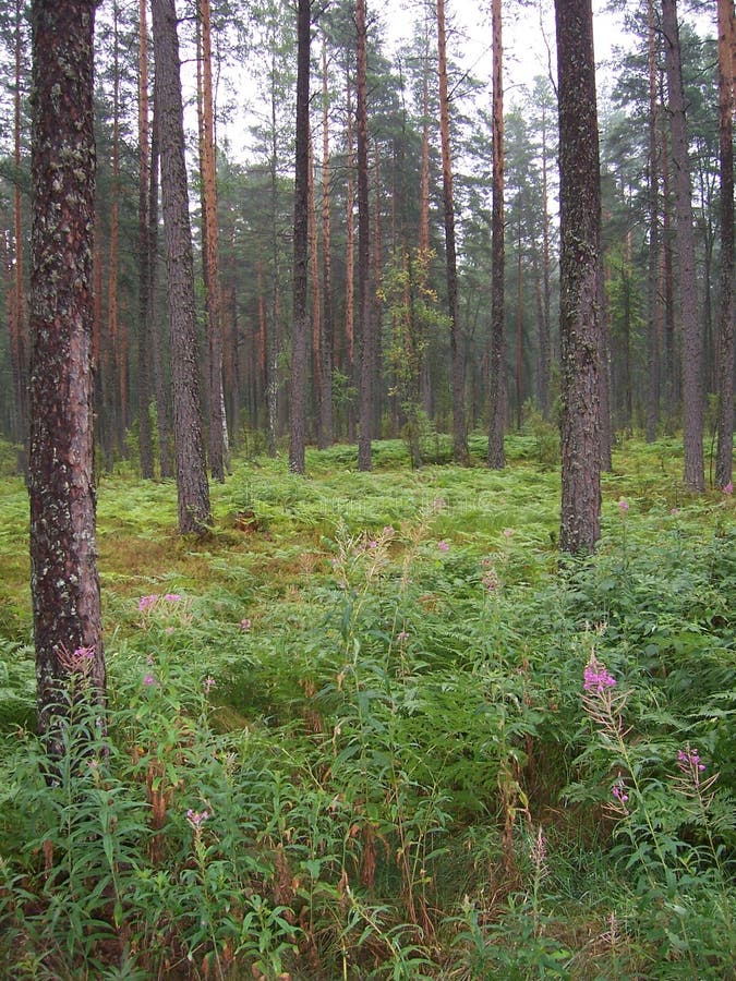 Summer Pine Forest with Blooming Sally Stock Photo - Image of sally ...
