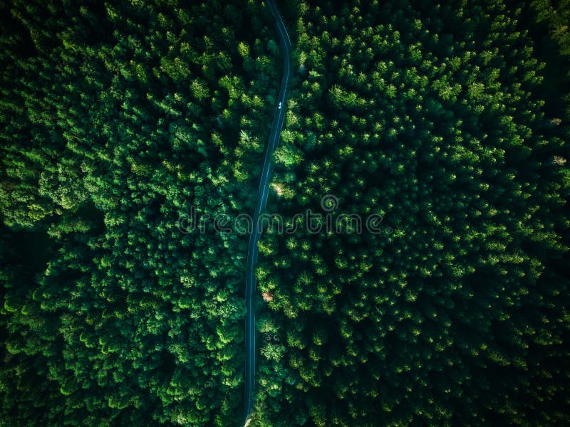 Summer Pine Forest and Winding Curvy Road. Top Down Birds Eye View ...