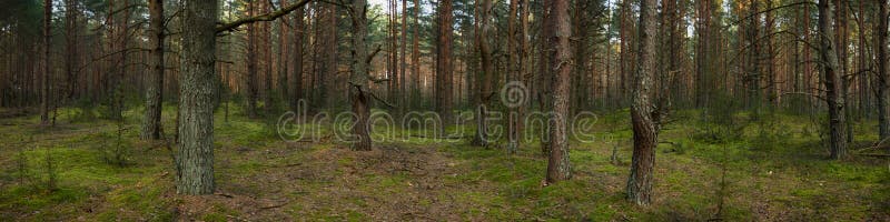 Summer Pine Mossy Forest with Old Trees in the Foreground. Widescreen ...