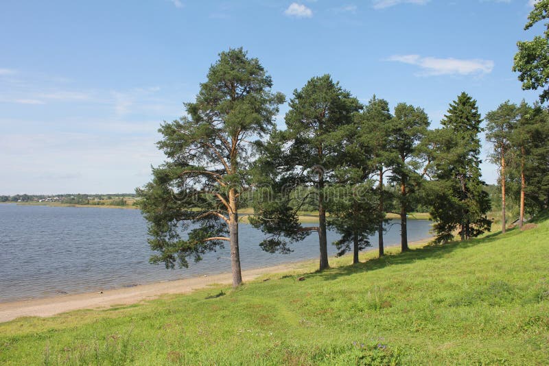 Pine trees by the river stock image. Image of tree, summer - 233453719