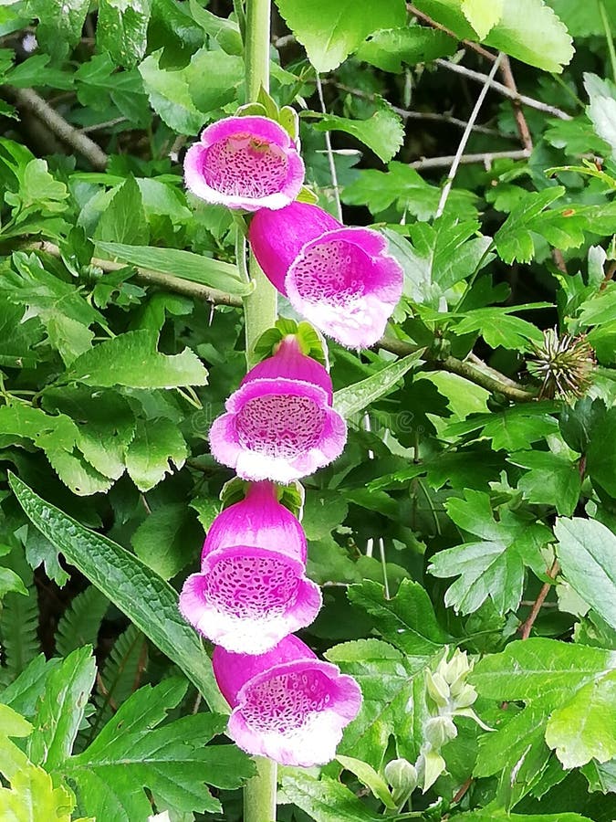 Summer Pink Bell Flowers Dancing Stock Photo - Image of pink, flowers ...