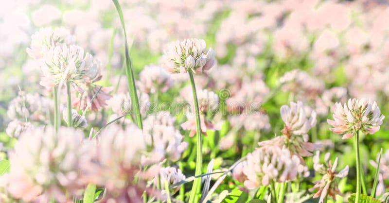 Summer pink clover stock image. Image of season, green - 72301799