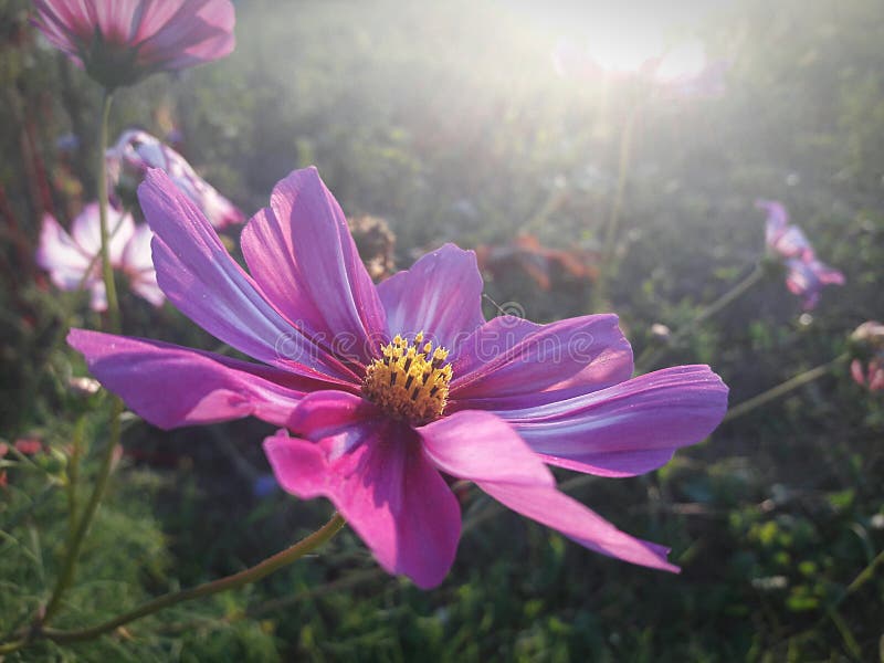 Summer pink flower stock image. Image of grass, late - 126459887