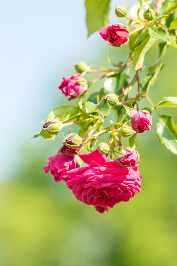 Summer Pink Rose stock image. Image of beauty, holiday - 42447795