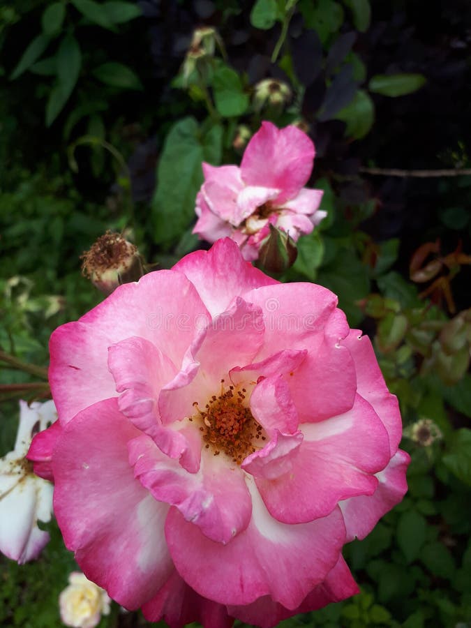 Summer Pink stock photo. Image of flower, petals, summer - 96641674