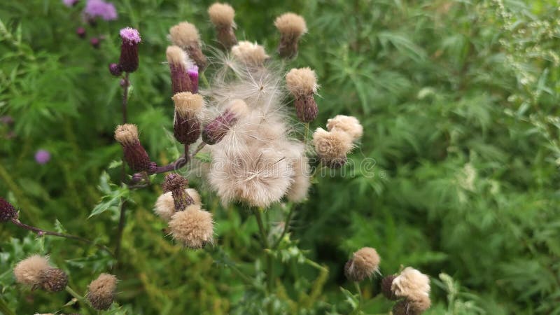 Summer Plant with Downy Open and Closed Buds. Swaying in the Wind Stock ...