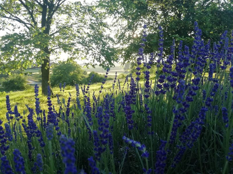 Summer, Plant, Flower, Lavender, Tree Stock Photo - Image of lavender ...