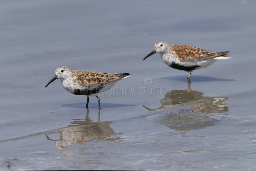 Summer Plumage Dunlin Looking for Feeds in the Beach Stock Image ...