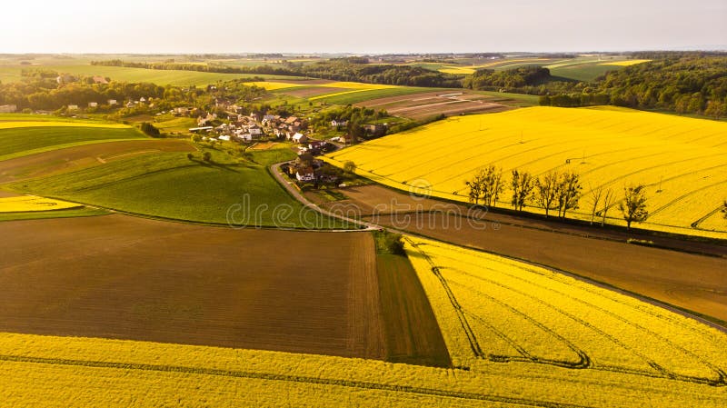 Yellow field at sunset stock image. Image of yellow - 252317427
