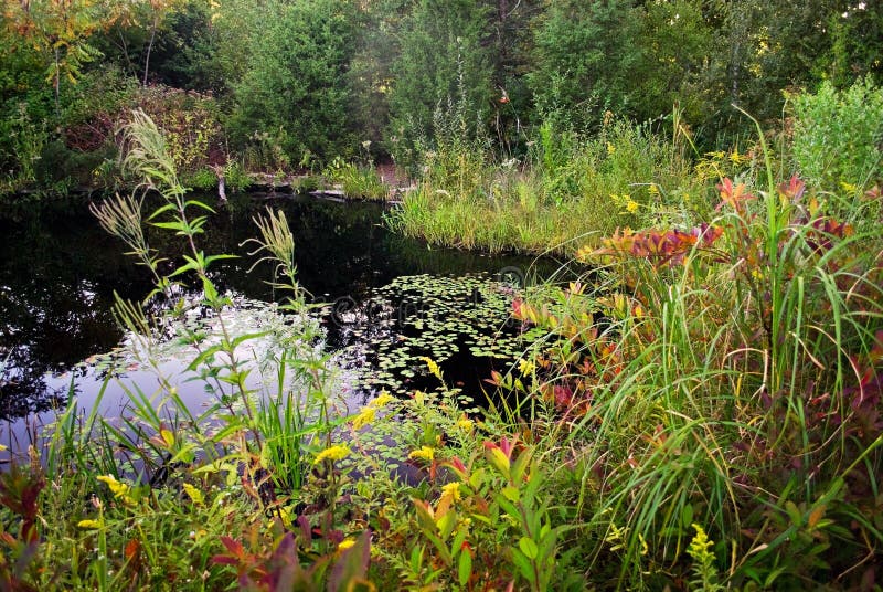 Summer pond in forest stock photo. Image of light, pier - 84027388