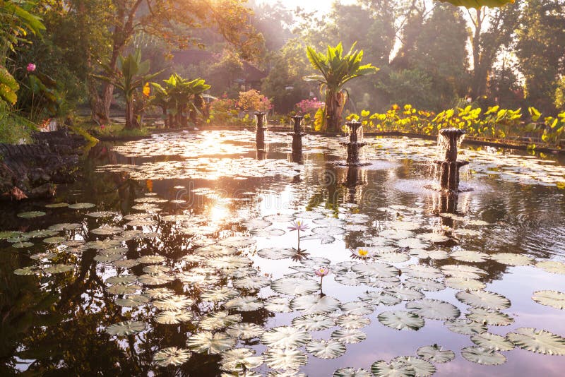 Summer pond stock image. Image of plant, leisure, natural - 54191847