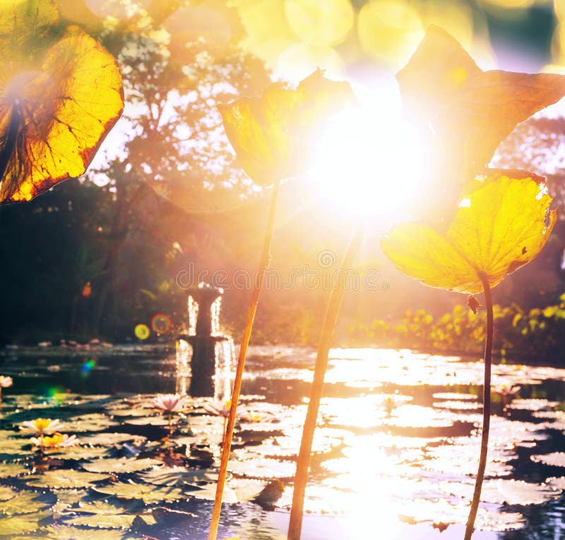 Summer pond stock photo. Image of clear, natural, blue - 54192982