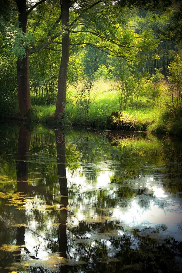 Summer pond in forest stock photo. Image of light, pier - 84027388