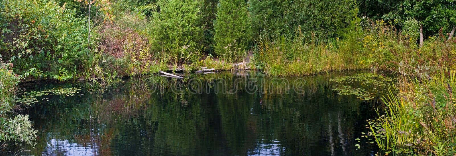 Summer pond in forest stock photo. Image of light, pier - 84027388