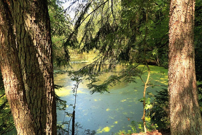 Summer pond in the woods. stock photo. Image of plants - 78427132
