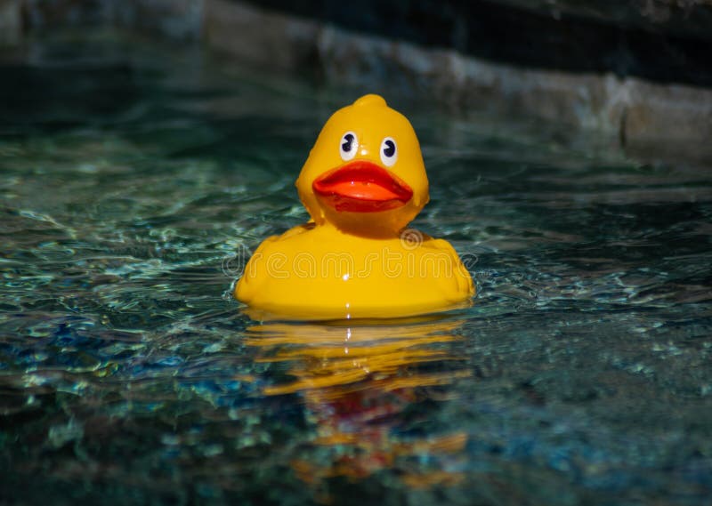 Summer pool ducky stock photo. Image of waterfowl, bird - 346085748