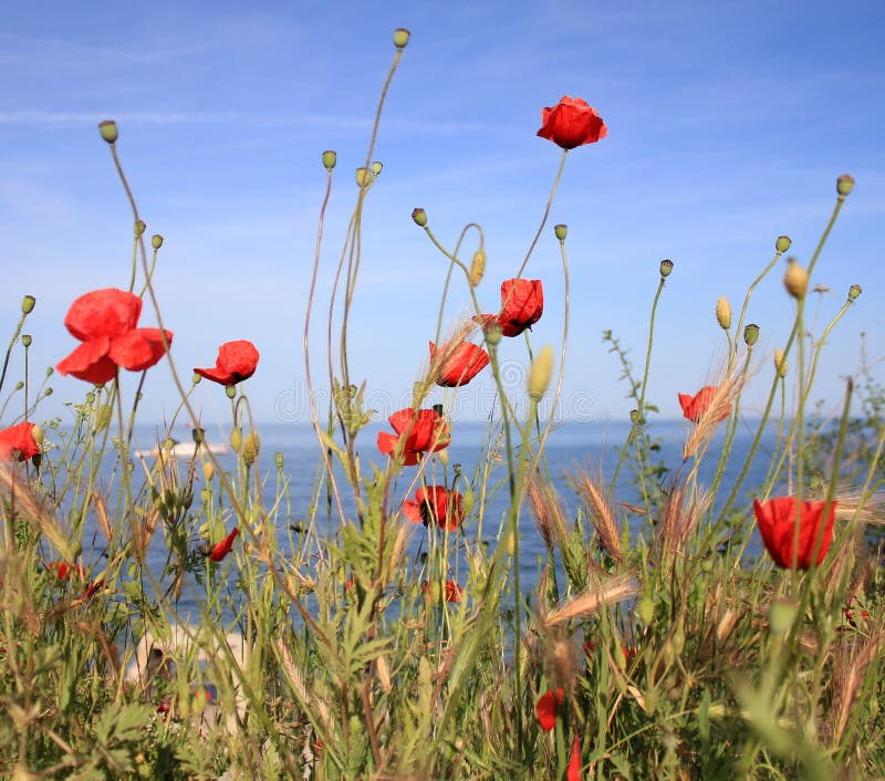 Summer poppies field stock photo. Image of poppy, flora - 20148510
