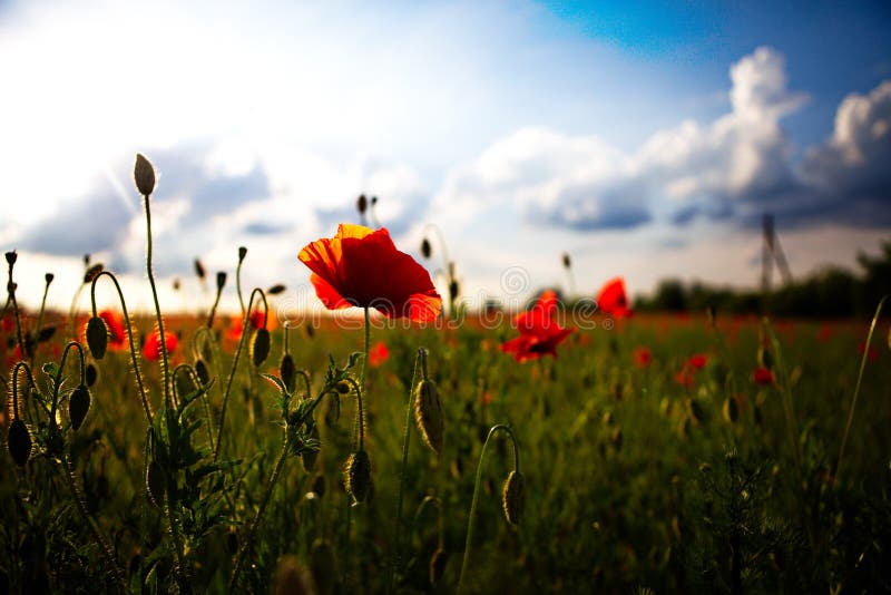 Summer poppy field stock image. Image of flower, beauty - 142689193