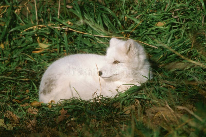 Summer Portrait of a White Arctic Fox Stock Photo - Image of wildlife ...