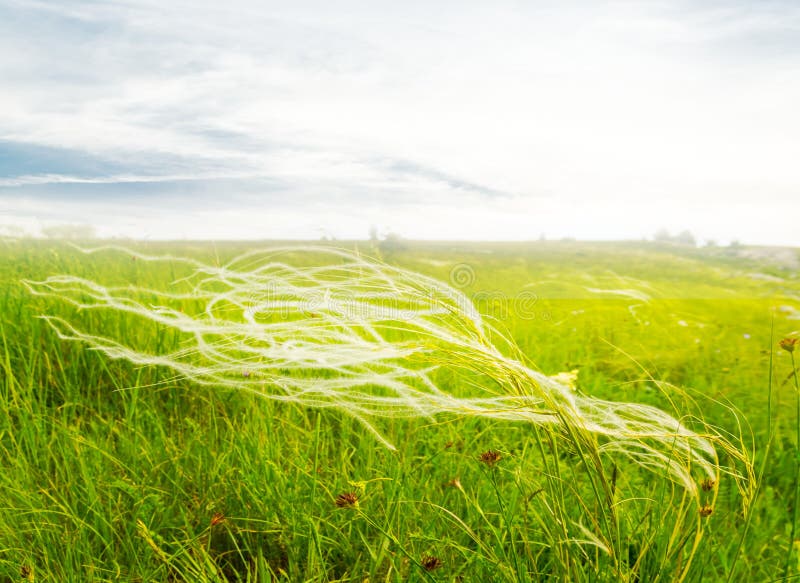 Summer Prairie with Feather Grass Stock Photo - Image of environment ...