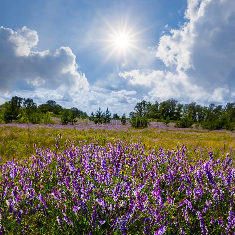 Summer Prairie with Flowers Stock Photo - Image of petal, glow: 107380800