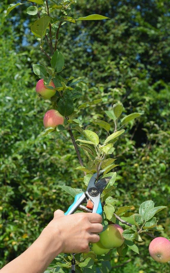 Summer Pruning. Summer Pruning of Apple Trees, Typically Done in Late ...