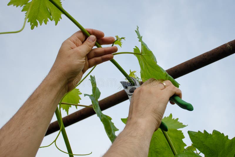 Summer Pruning of the Vine with Secateurs. Grape Gardening Concept ...