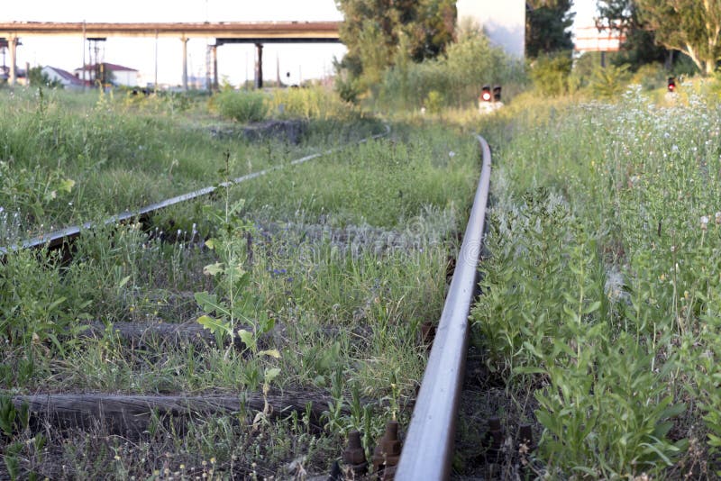 Summer Railway Tracks Overgrown with Green Grass. Way Out Stock Photo ...