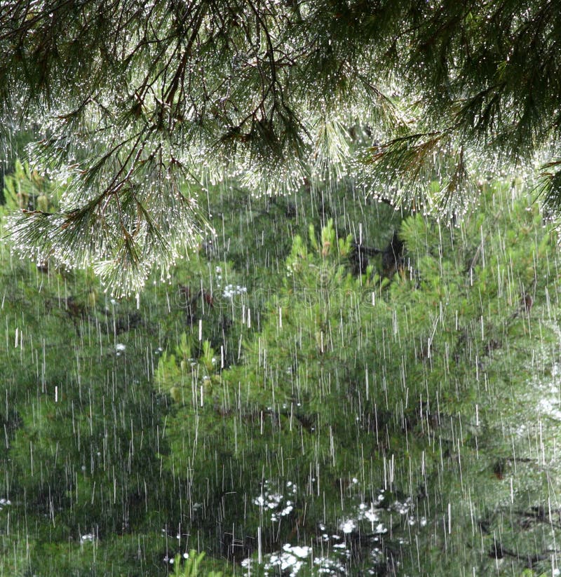 Summer Rain stock photo. Image of sunlight, drizzle, storm - 20659406
