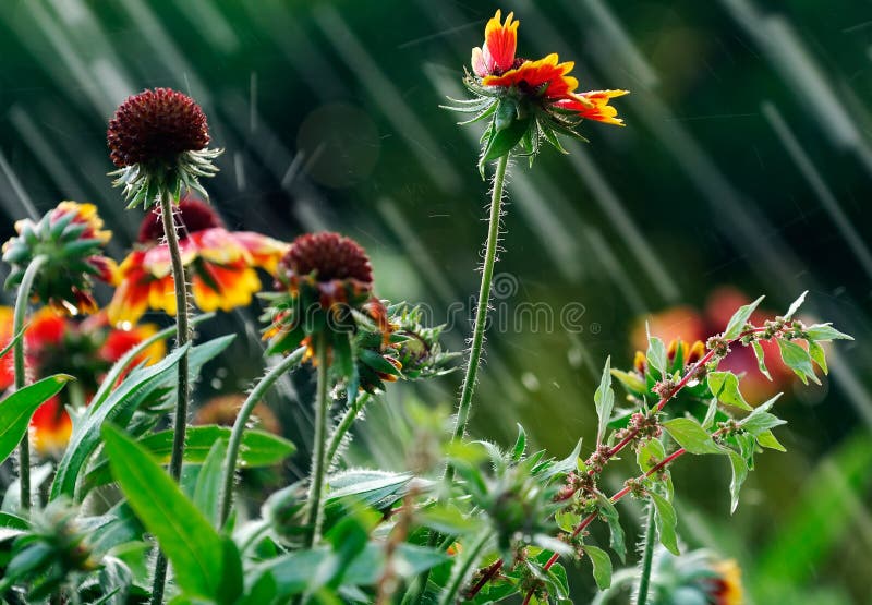 Summer raining moment stock image. Image of rainy, looking - 74588063