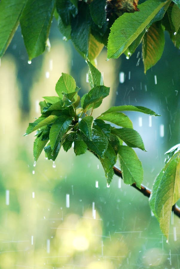 Summer rain stock photo. Image of abstract, drip, garden - 25872372