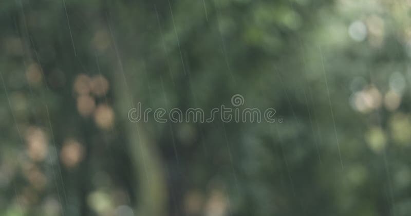 Summer Rain with Blurred Trees on Background Stock Image - Image of ...