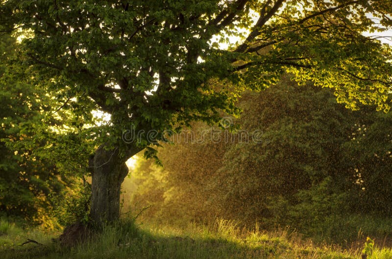 Summer Rain Over Green Tree at Sunset Stock Photo - Image of drops ...
