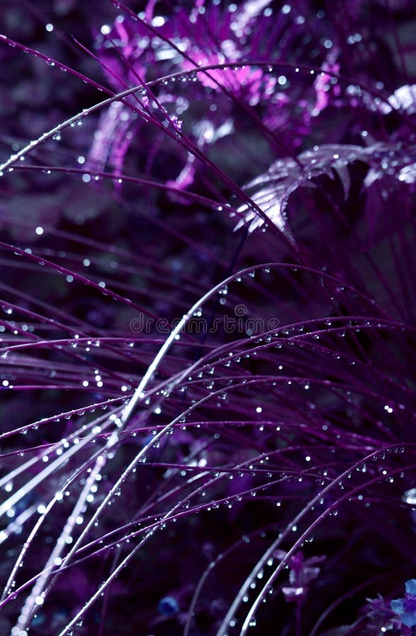 Summer rain patterns stock photo. Image of lavender, background - 2778384