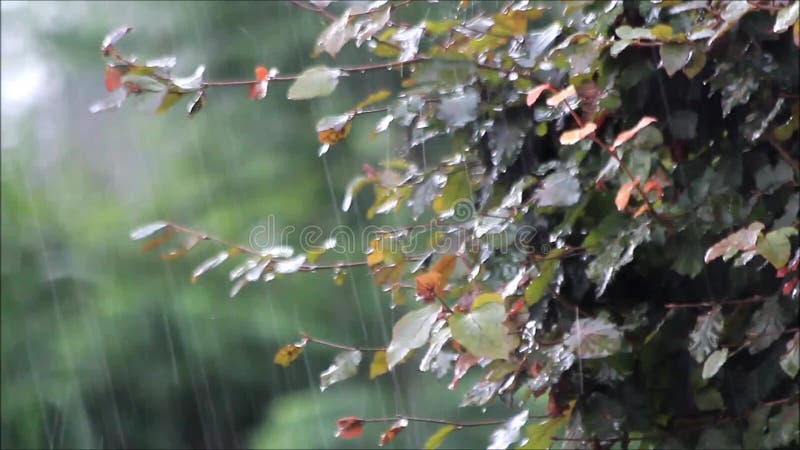 Summer Rain, Raining on Beech Tree Fagus Sylvatica, Summer Stock ...