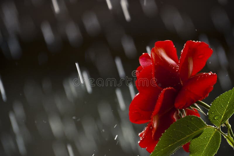 Summer Red Rose Flower Rain Stock Image - Image of flower, rain: 43182845