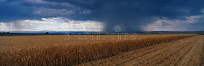 Summer Rain Storm Over a Wheat Field Stock Image - Image of field ...