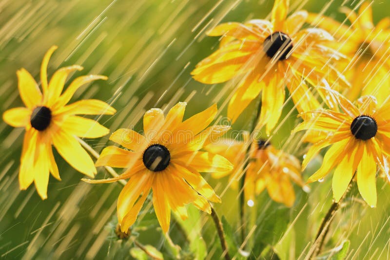 Summer rain stock image. Image of rain, garden, nature - 43268899