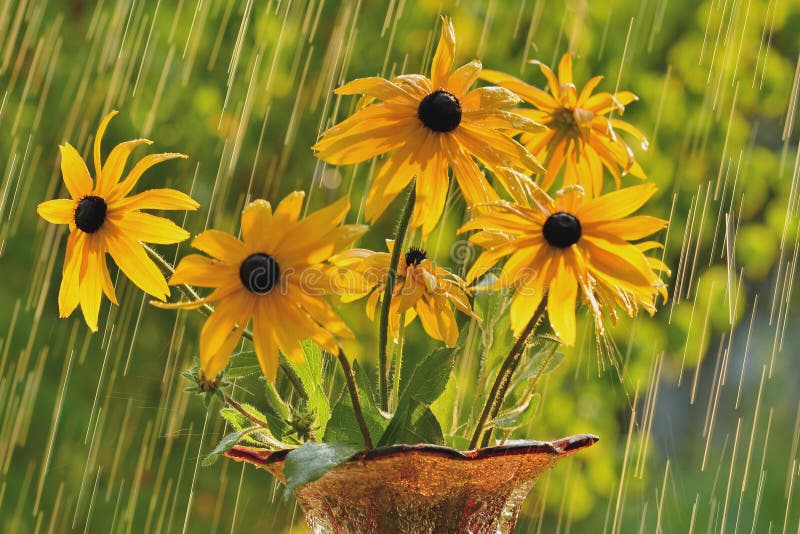 Summer rain stock image. Image of plant, daisy, summer - 43269057