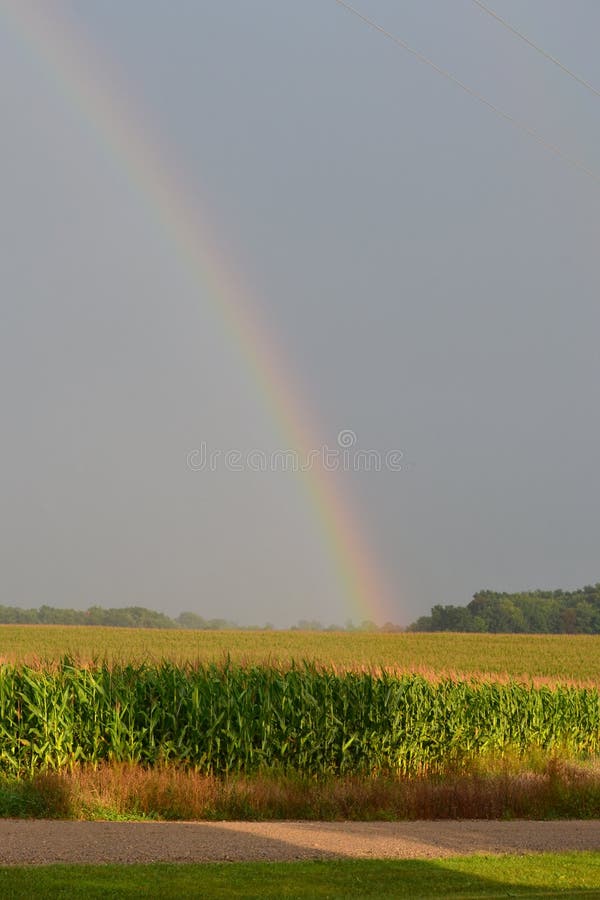 Summer Rainbow Over Corn Field. Stock Image - Image of field, corn ...