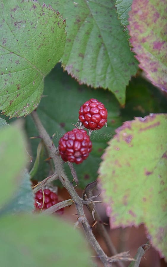 Summer raspberries stock image. Image of eating, health - 3345375