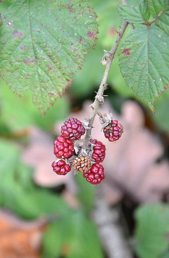 Summer raspberries stock image. Image of eating, health - 3345375