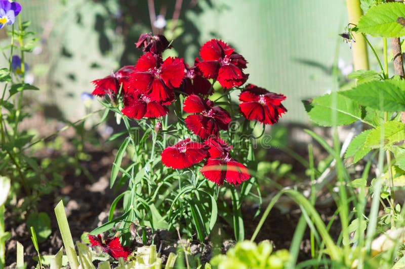 Summer Red Flower Turkish Carnation Blooms Stock Photo - Image of green ...