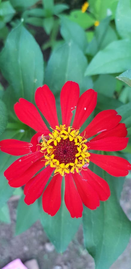 Summer Red Lady First Bloom Stock Image - Image of bloom, summer: 200263185