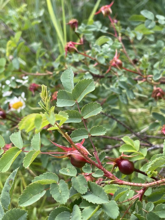 Summer Red Rose Hips in the Field Stock Image - Image of wildflower ...